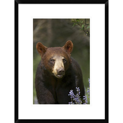 Global Gallery Black Bear Portrait, North America Framed On Paper Print ...