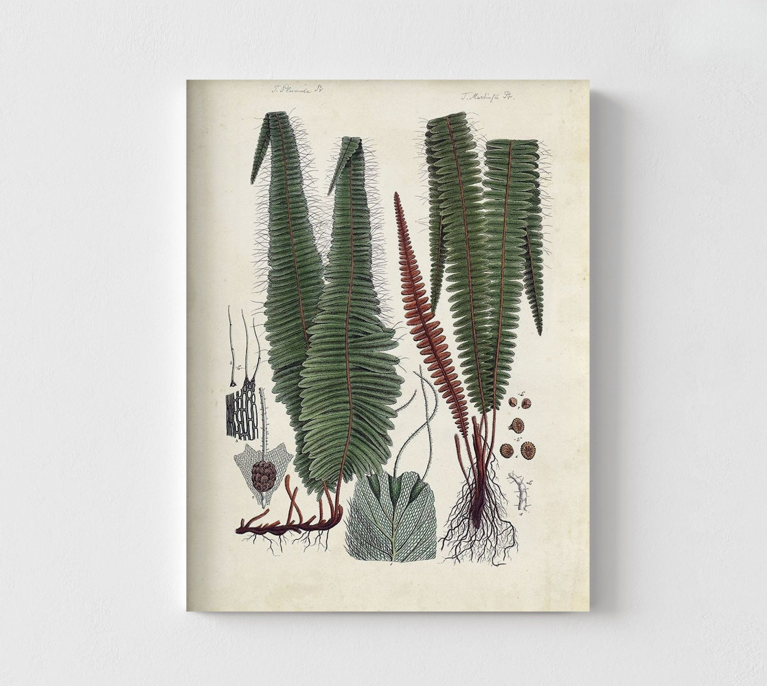 WeFrameArt Collected Ferns V, Fern Wall Art, Botanical Collection ...