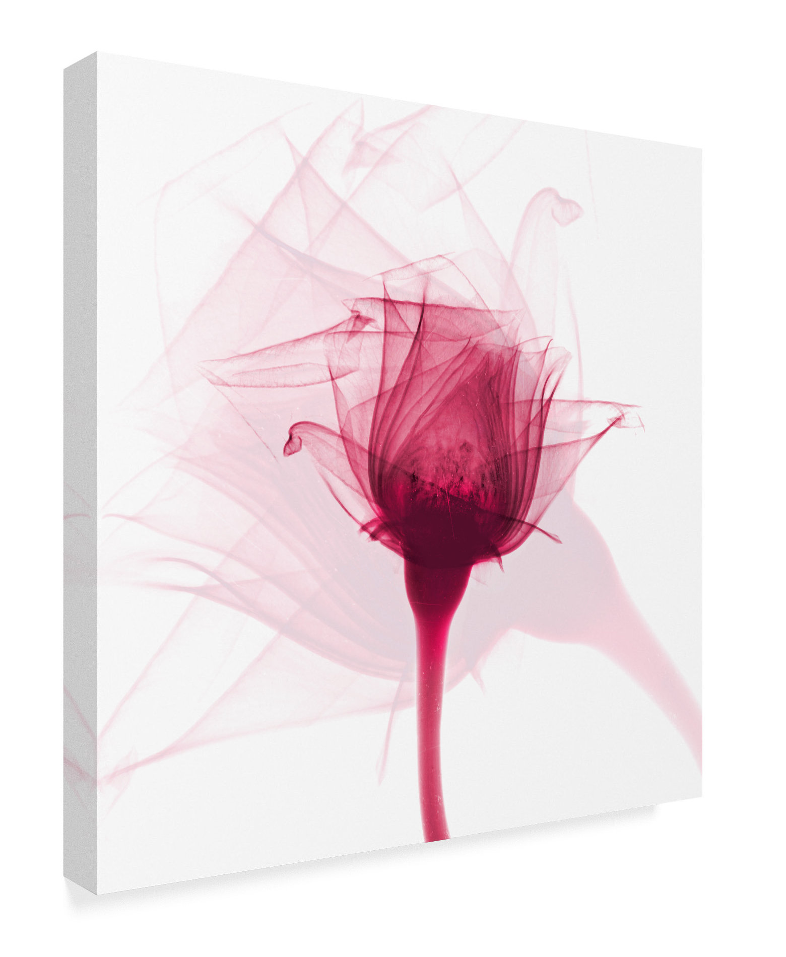 Ebern Designs Rose Dance by Bert Myers - Wrapped Canvas Photograph ...