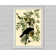 Bright Star Audubon American Crow Plate 156 - Single Picture Frame Art ...