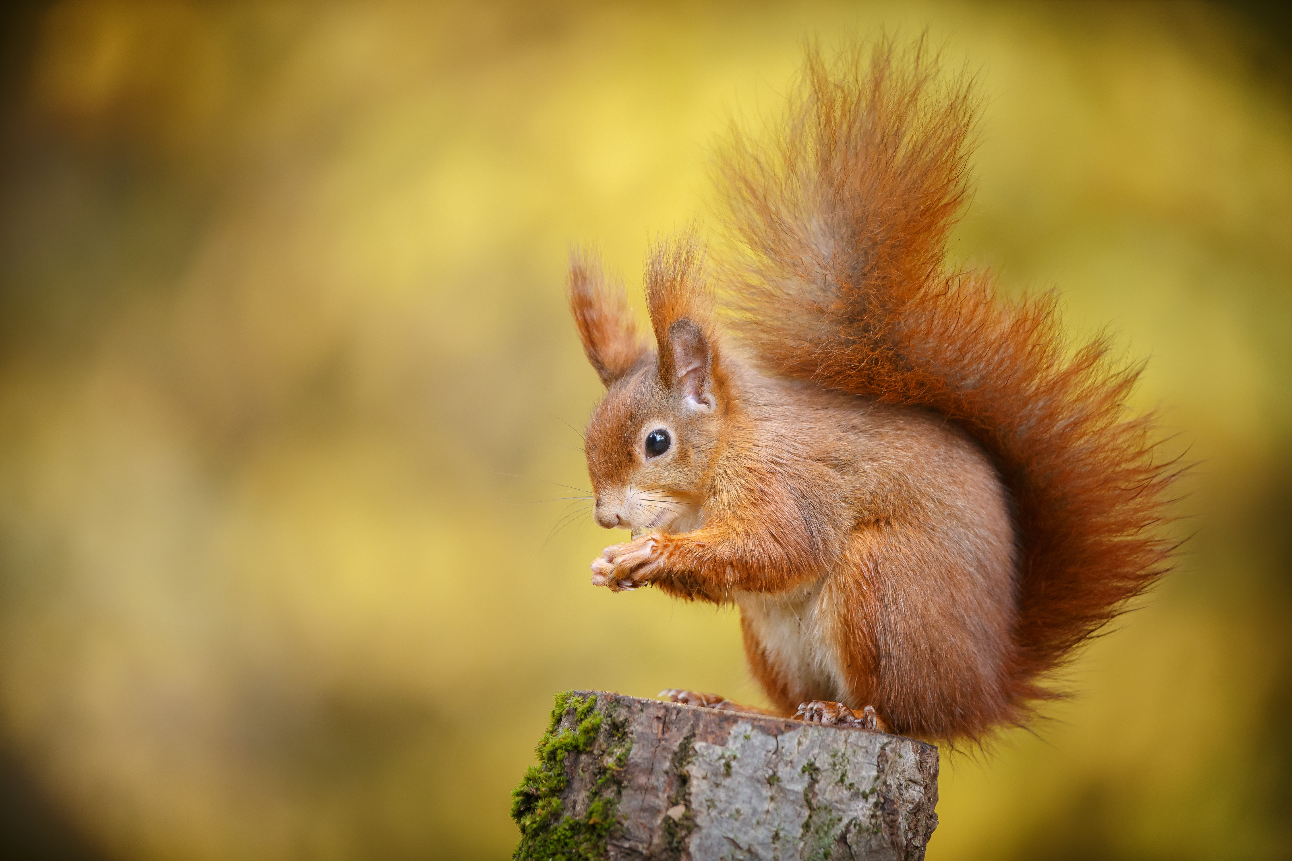 Millwood Pines Red Squirrel by Neil_Burton - Wrapped Canvas Photograph ...