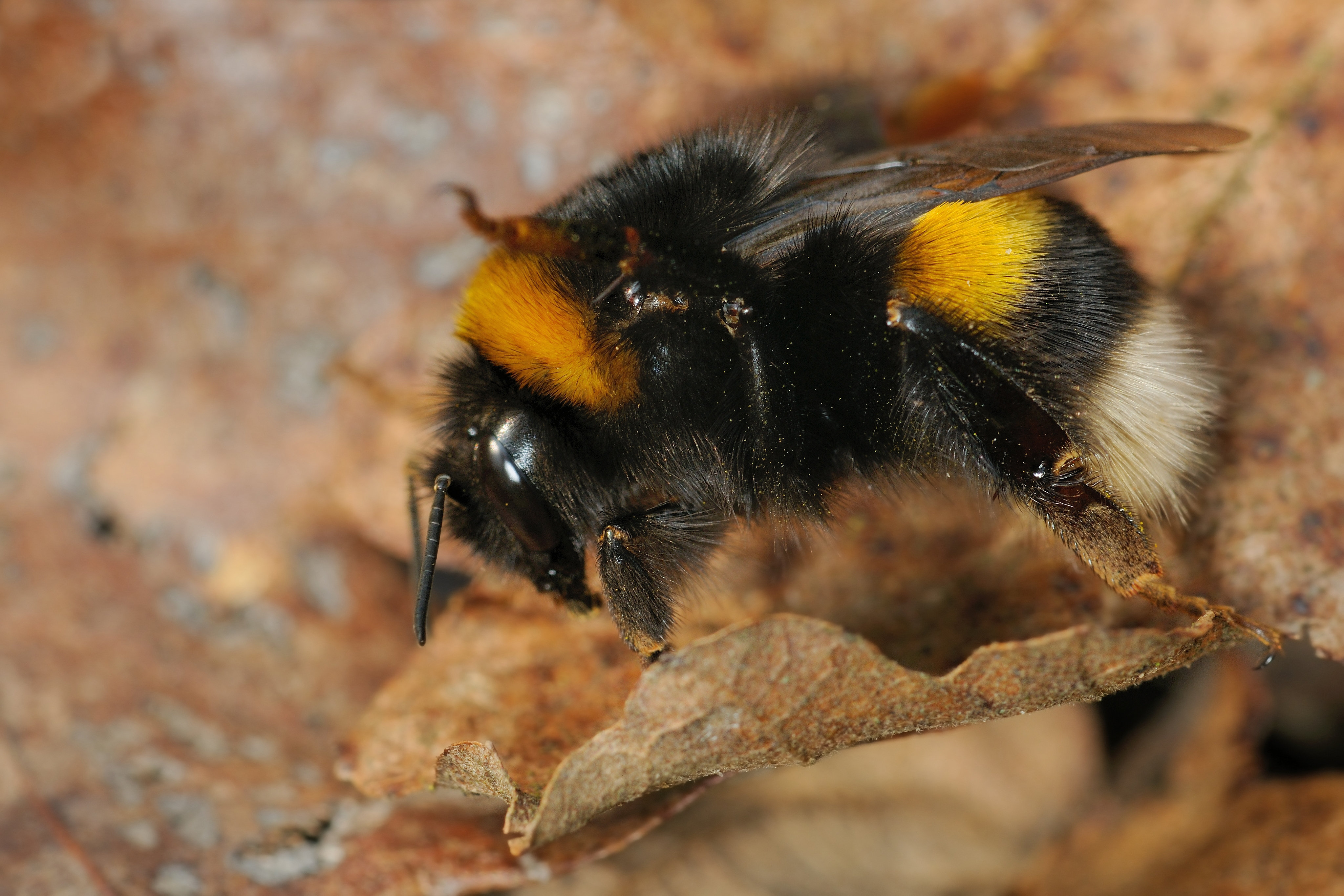 Gracie Oaks Bumblebee - Wayfair Canada