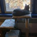 Archie & Oscar™ Mallett 33.9'' H Cat Tree & Reviews | Wayfair