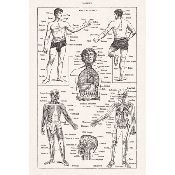 Trinx Illustration About Human Anatomy On Canvas Print | Wayfair