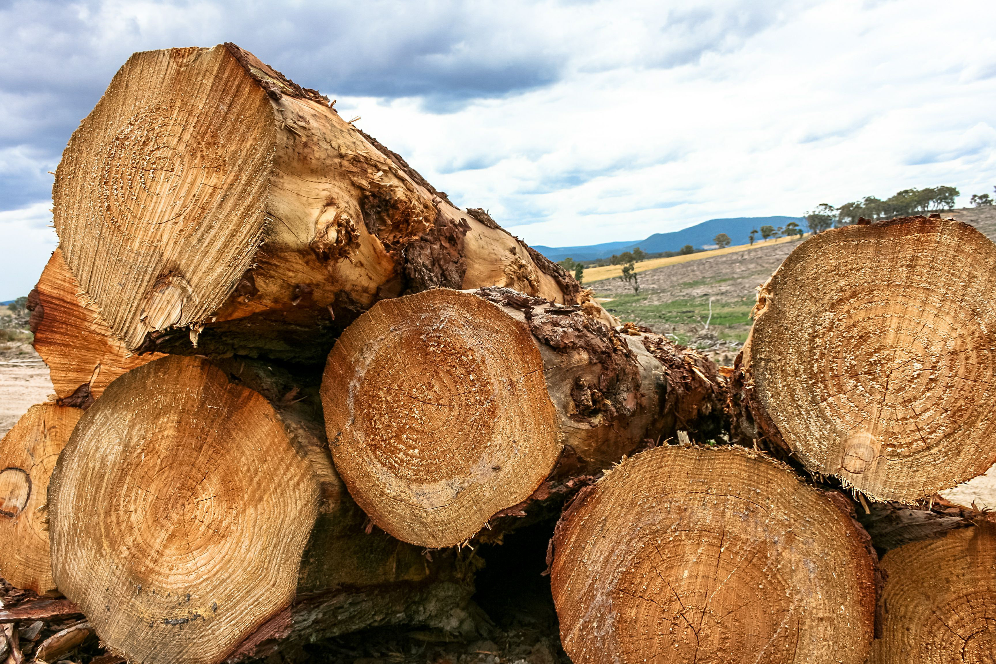 Millwood Pines Airel Stack Of Logs by - Wrapped Canvas Photograph | Wayfair