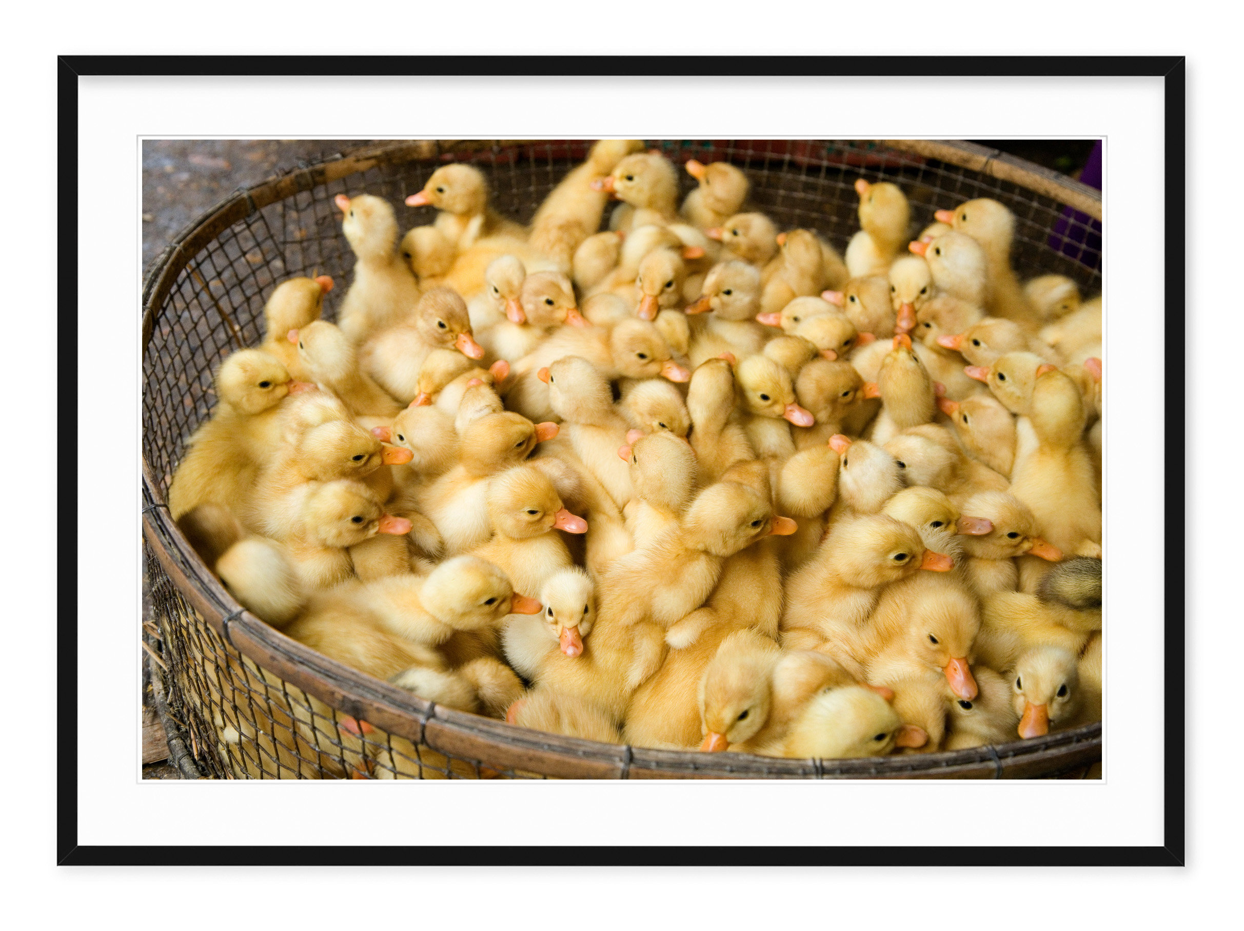 Robin Riley Photography Duckling Basket - Picture Frame Photograph on ...
