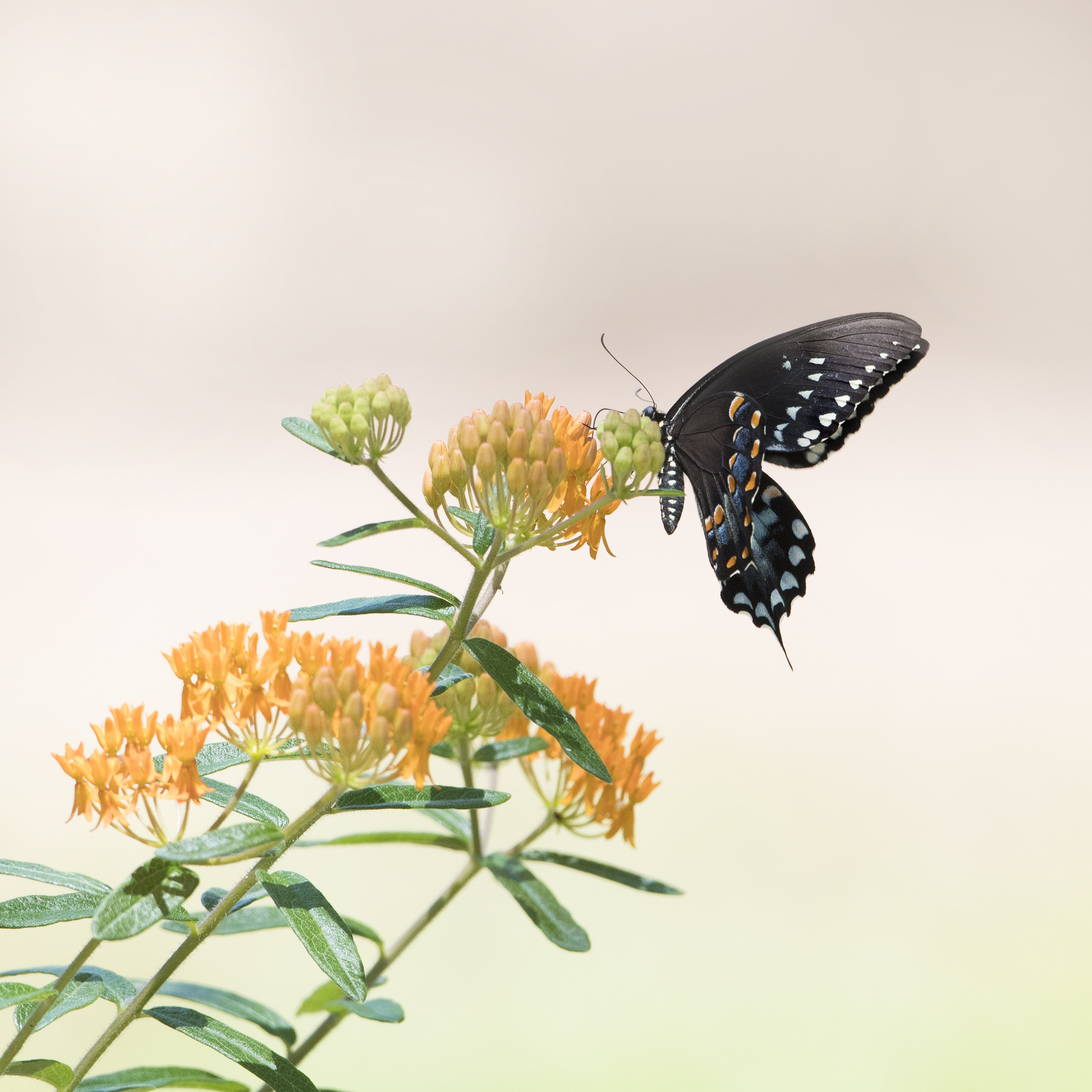 Gracie Oaks Butterfly Portrait II - Wayfair Canada