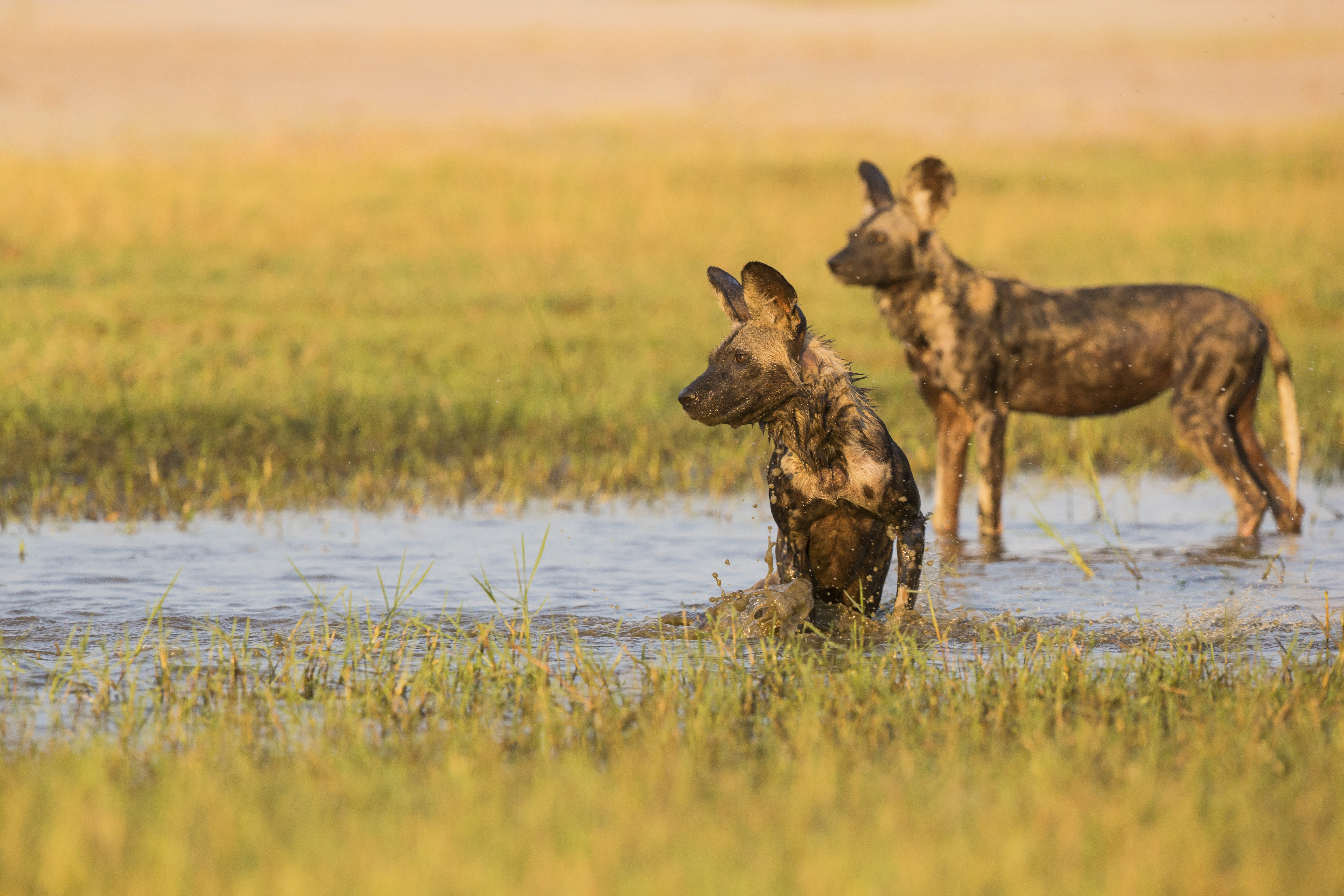 Ebern Designs African Wild Dog by Jez_Bennett - Wrapped Canvas ...