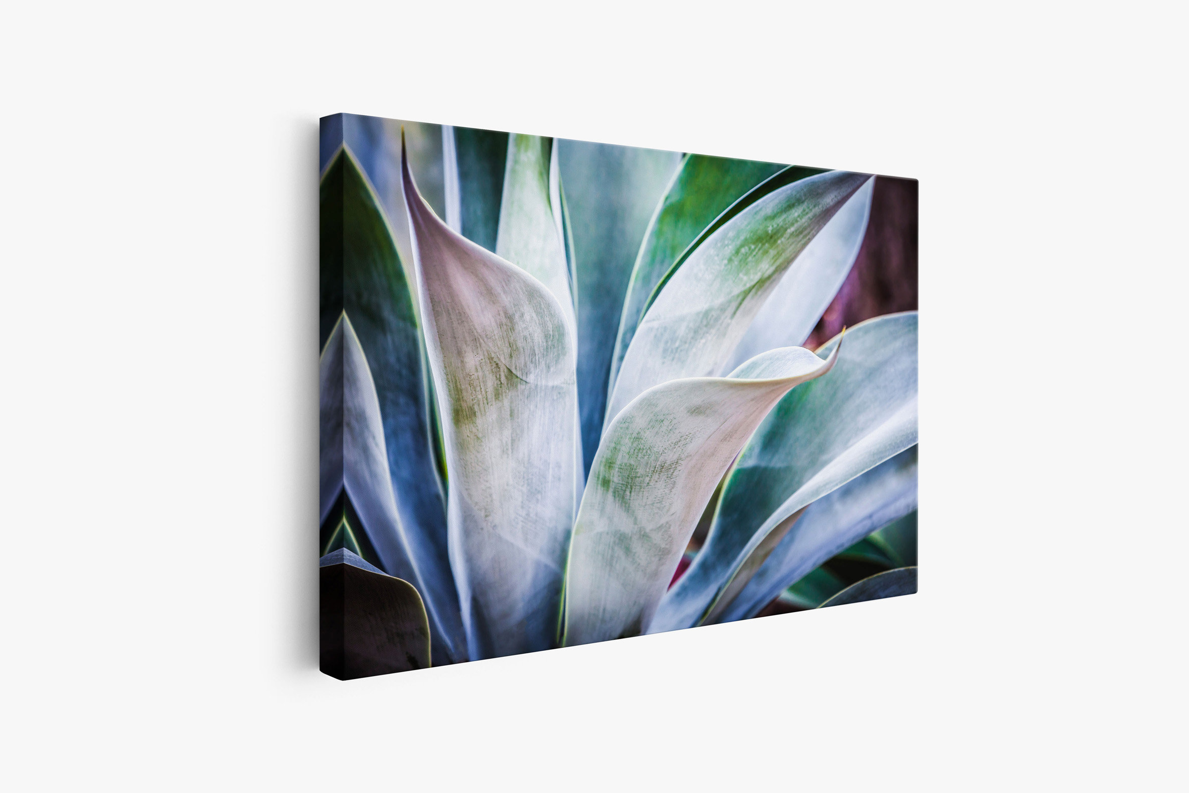 Artisan Print Shop Fox Tail Agave Succulent Canvas - Wayfair Canada