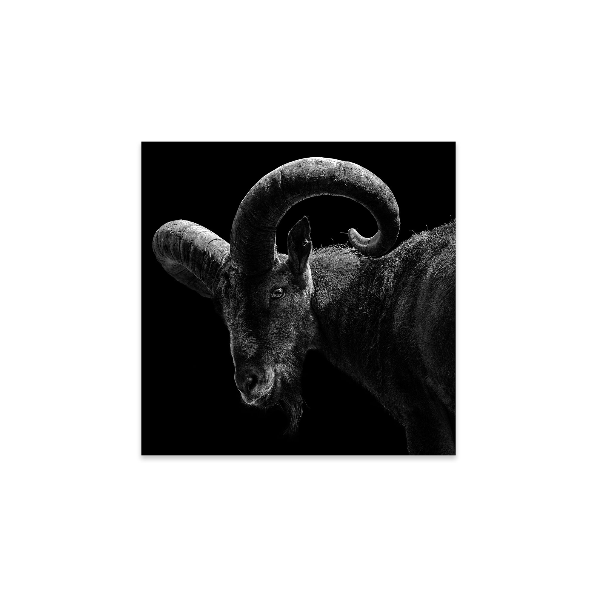 Ebern Designs East Caucasian Tur In Black & White On Plastic/Acrylic by ...