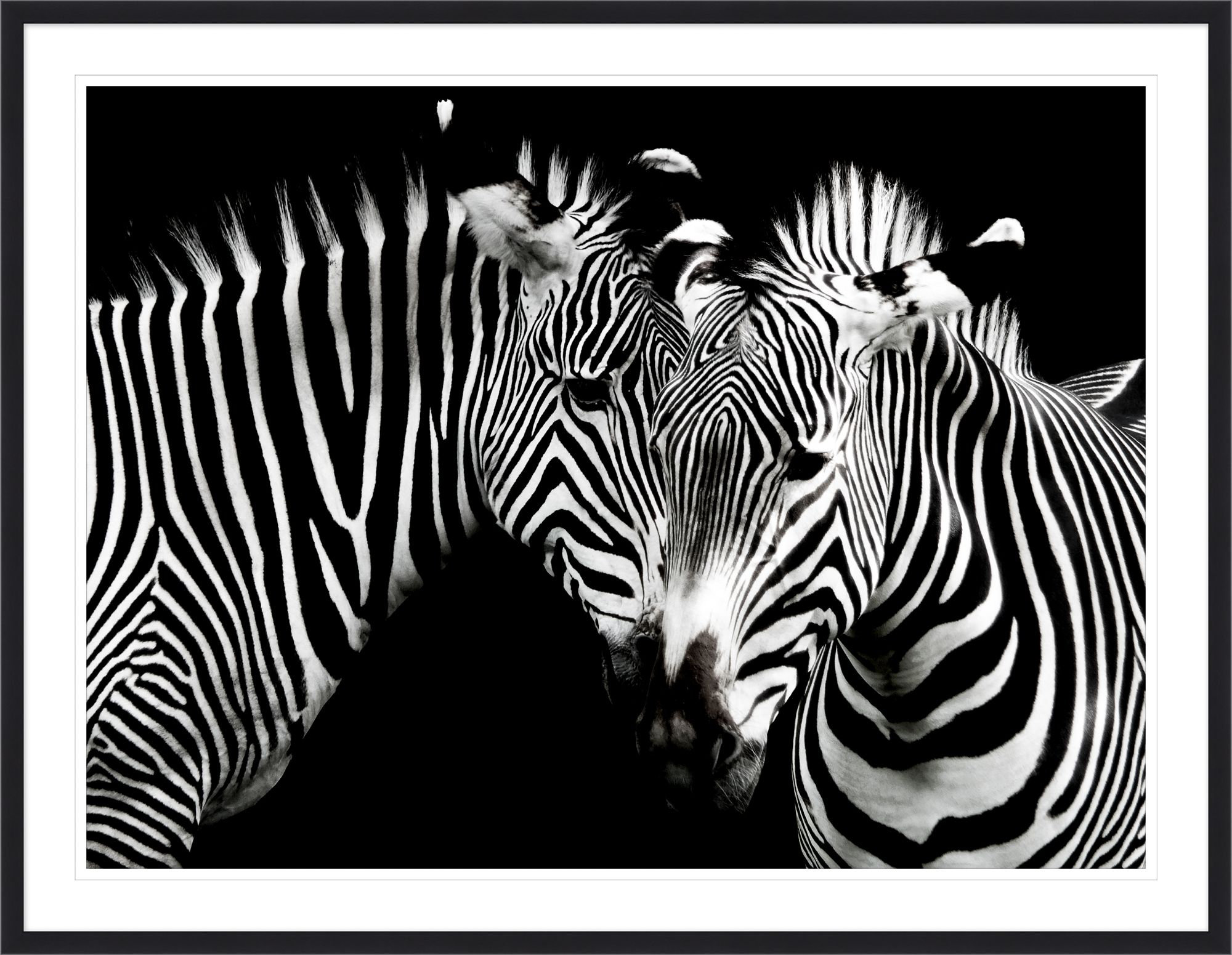Wendover Art Group Zebra Duo | Wayfair