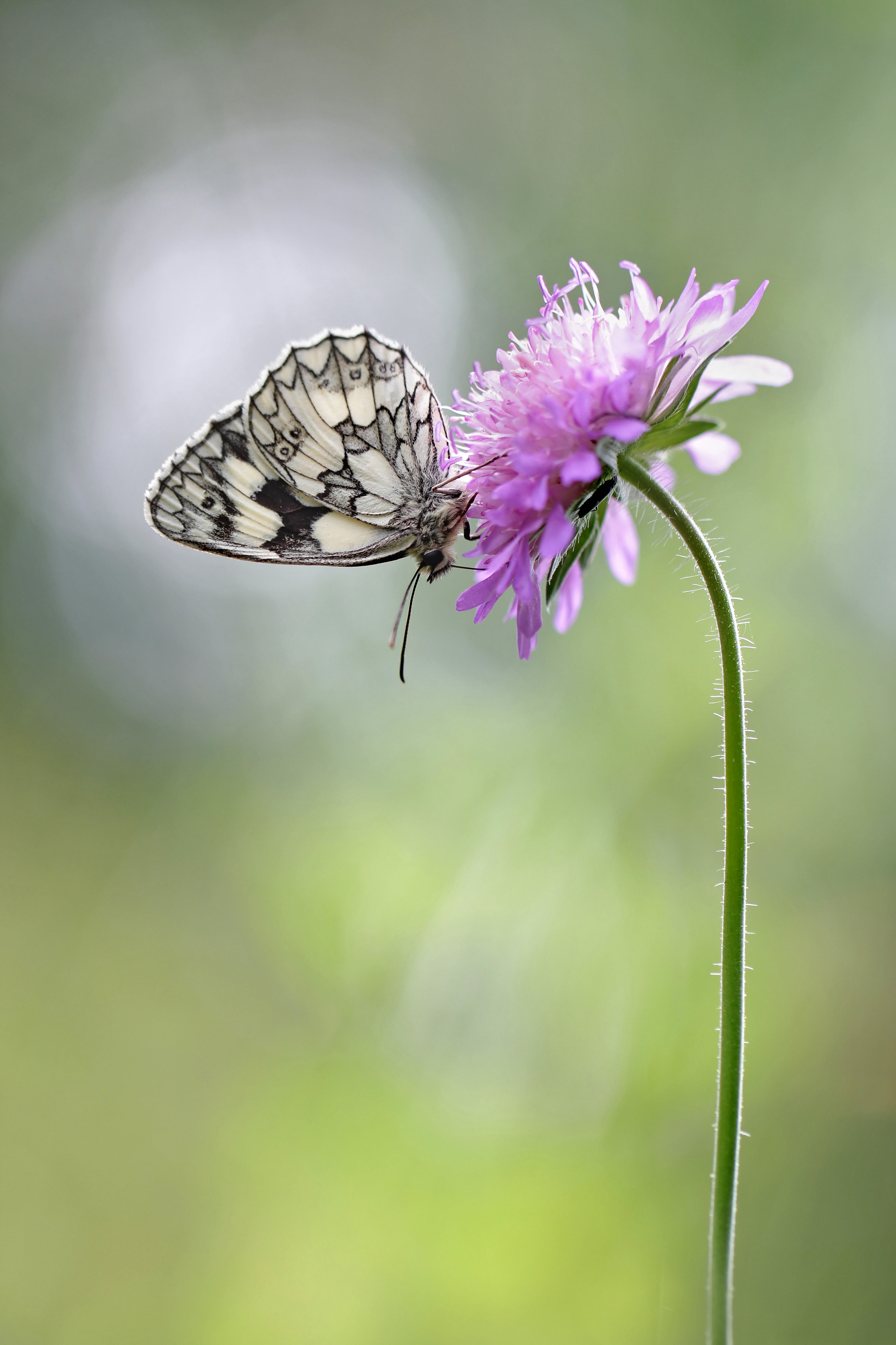 Gracie Oaks Emmori White Butterfly On Canvas by Markmirror Photograph ...