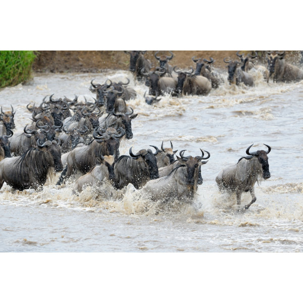 Millwood Pines A Herd Of African Wildebeest Stampede Through A River On ...