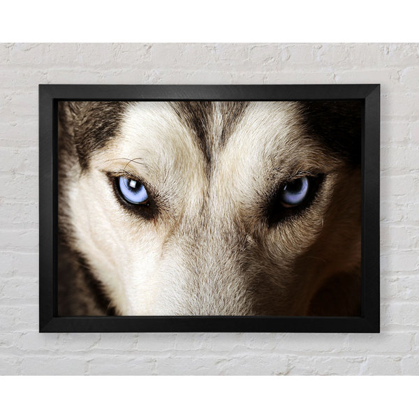 Bright Star Stunning Husky Dog Eyes - Single Picture Frame Print ...