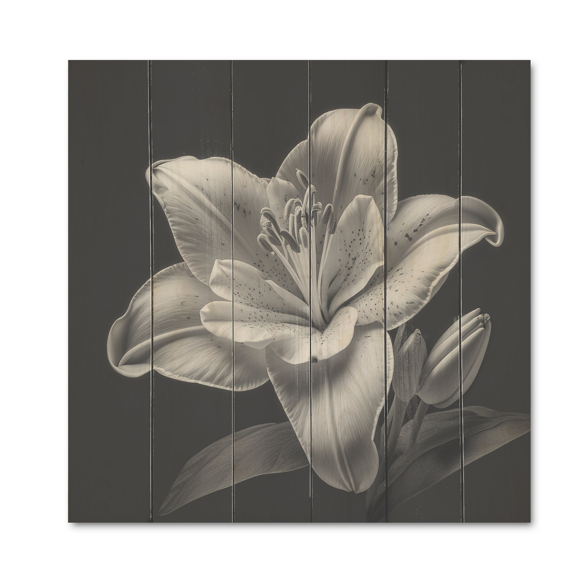 Red Barrel Studio Monochrome White Orchid Photography - Floral Orchid ...