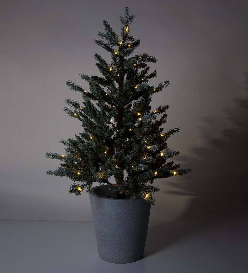 The Holiday Aisle® Indoor/Outdoor Potted Misty Pine Mini Christmas Tree ...