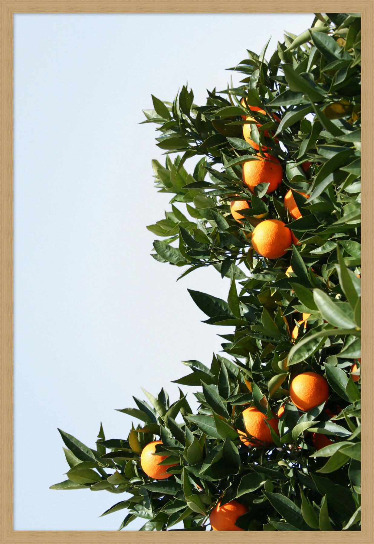 Wendover Art Group Orange Tree 1 by Nathan Turner - Picture Frame ...