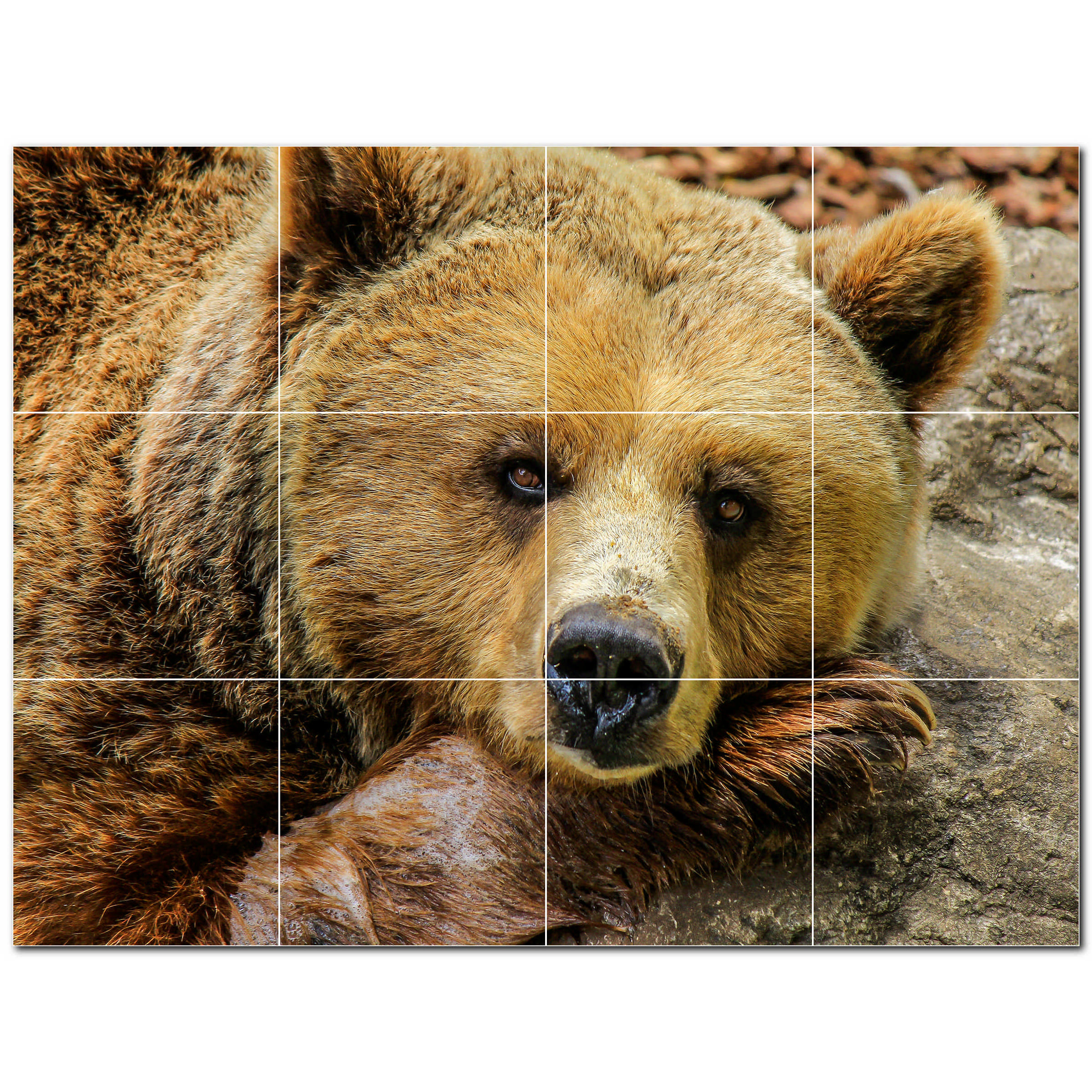 Picture-Tiles.com 24" x 18" Ceramic Bear Photo Decorative Mural Tile ...