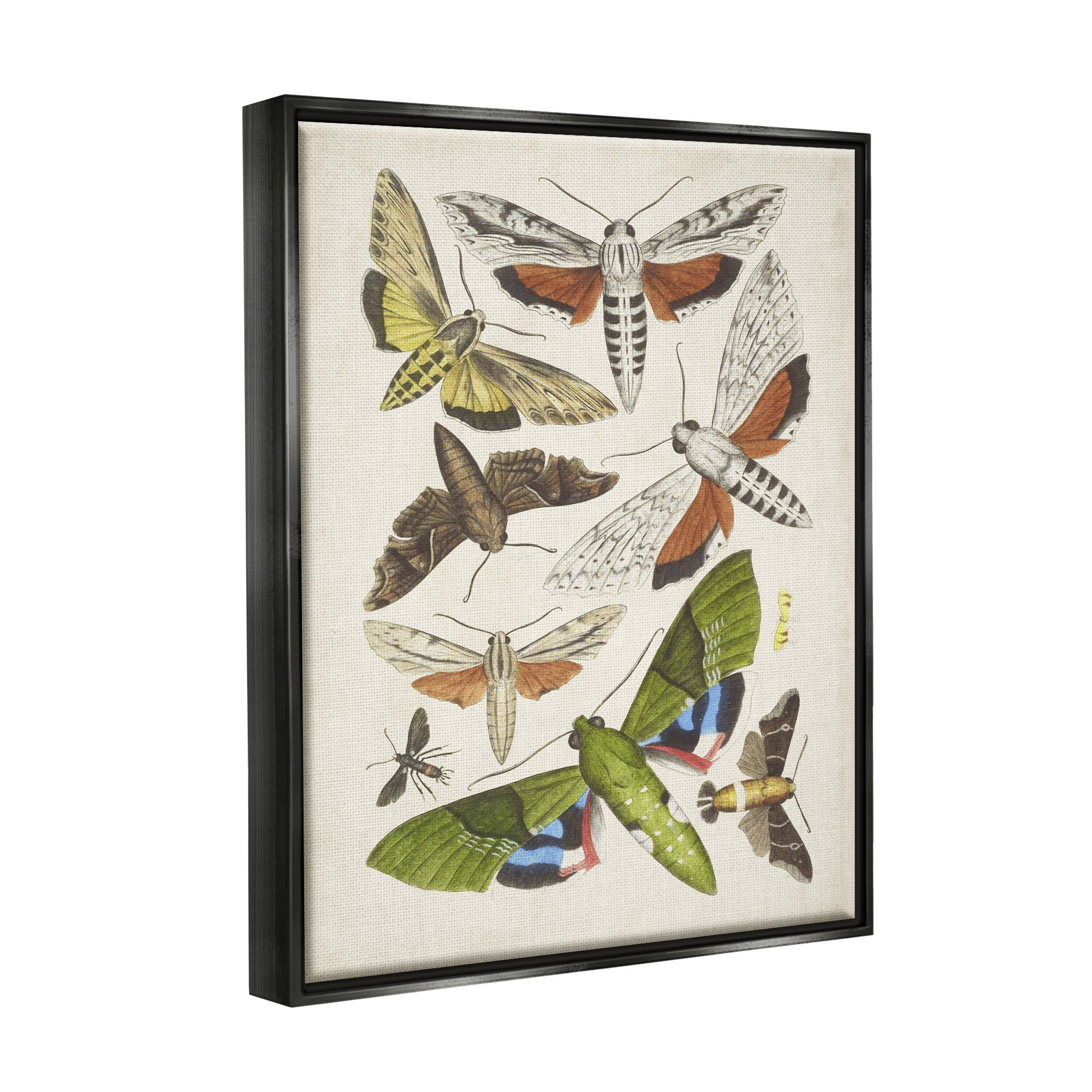 August Grove® Mixed Insects Moth Latin Studies by World Art Group ...