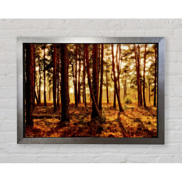 Bright Star Woodlands Morning Shadows - Single Picture Frame Art Prints ...