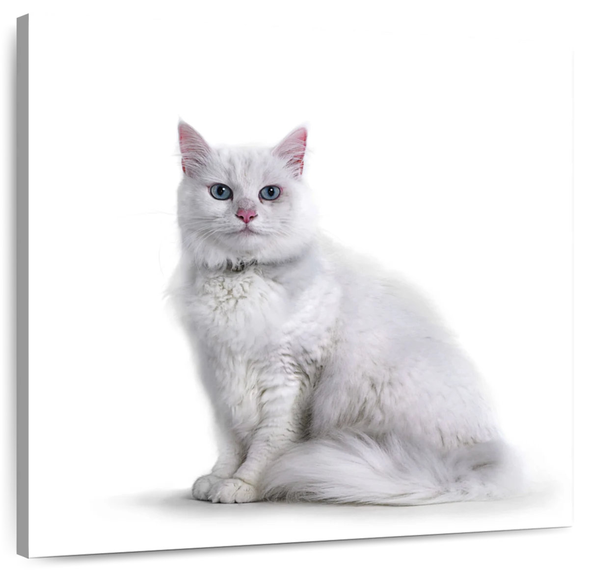 Ebern Designs Crowle Elegant White Cat | Wayfair