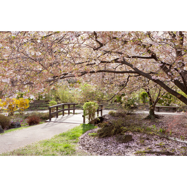 Ebern Designs Cherry Tree in Spring by Pressdigital - Wrapped Canvas ...