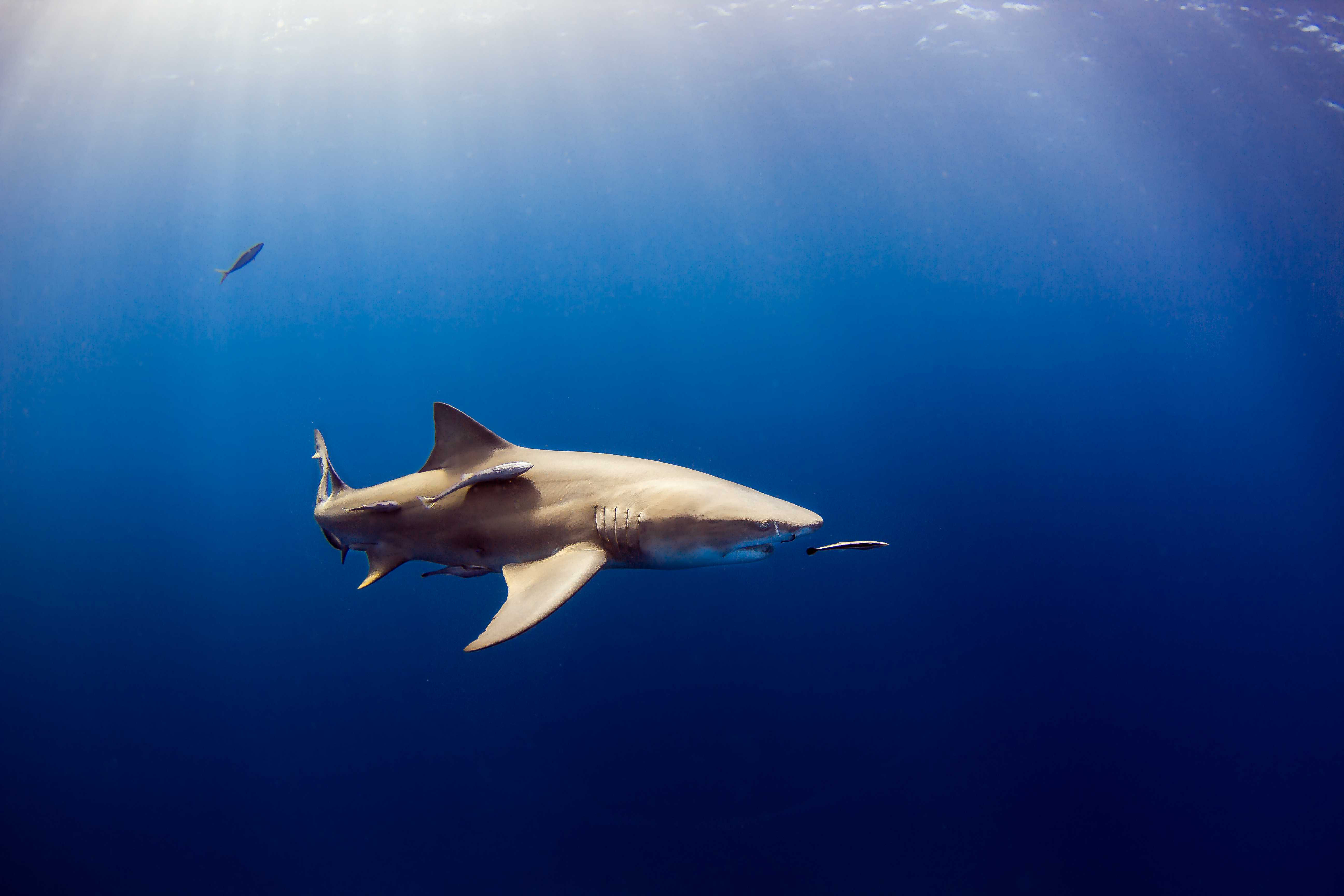 Highland Dunes Sharks - Wrapped Canvas Photograph | Wayfair