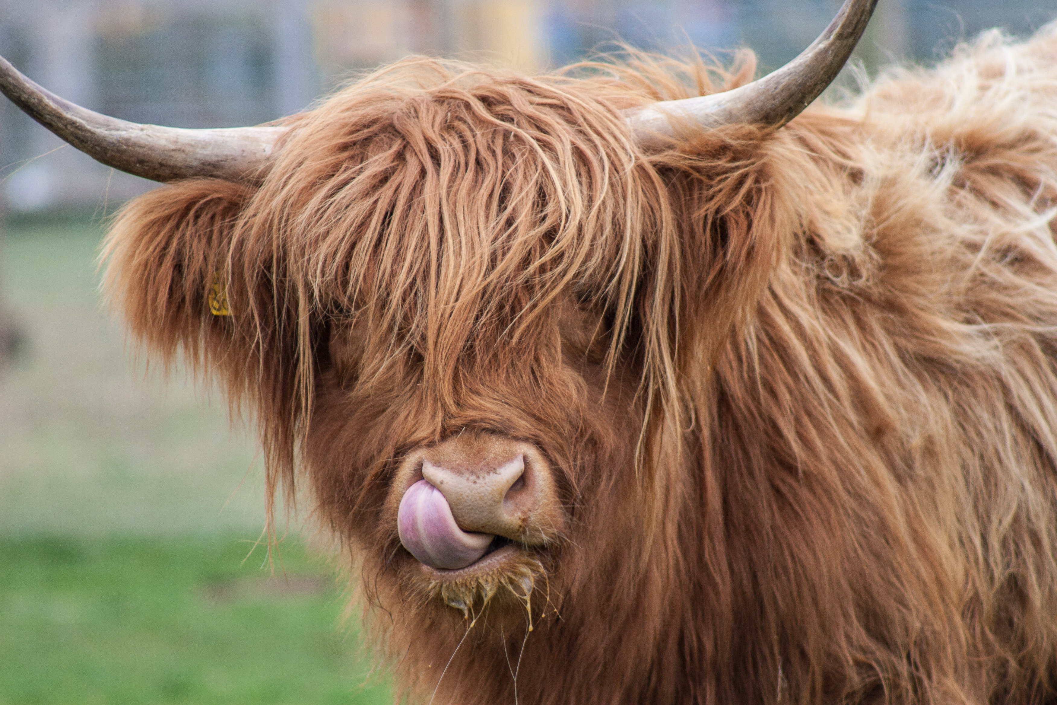 Union Rustic Highland Cow by - Wrapped Canvas Photograph & Reviews ...