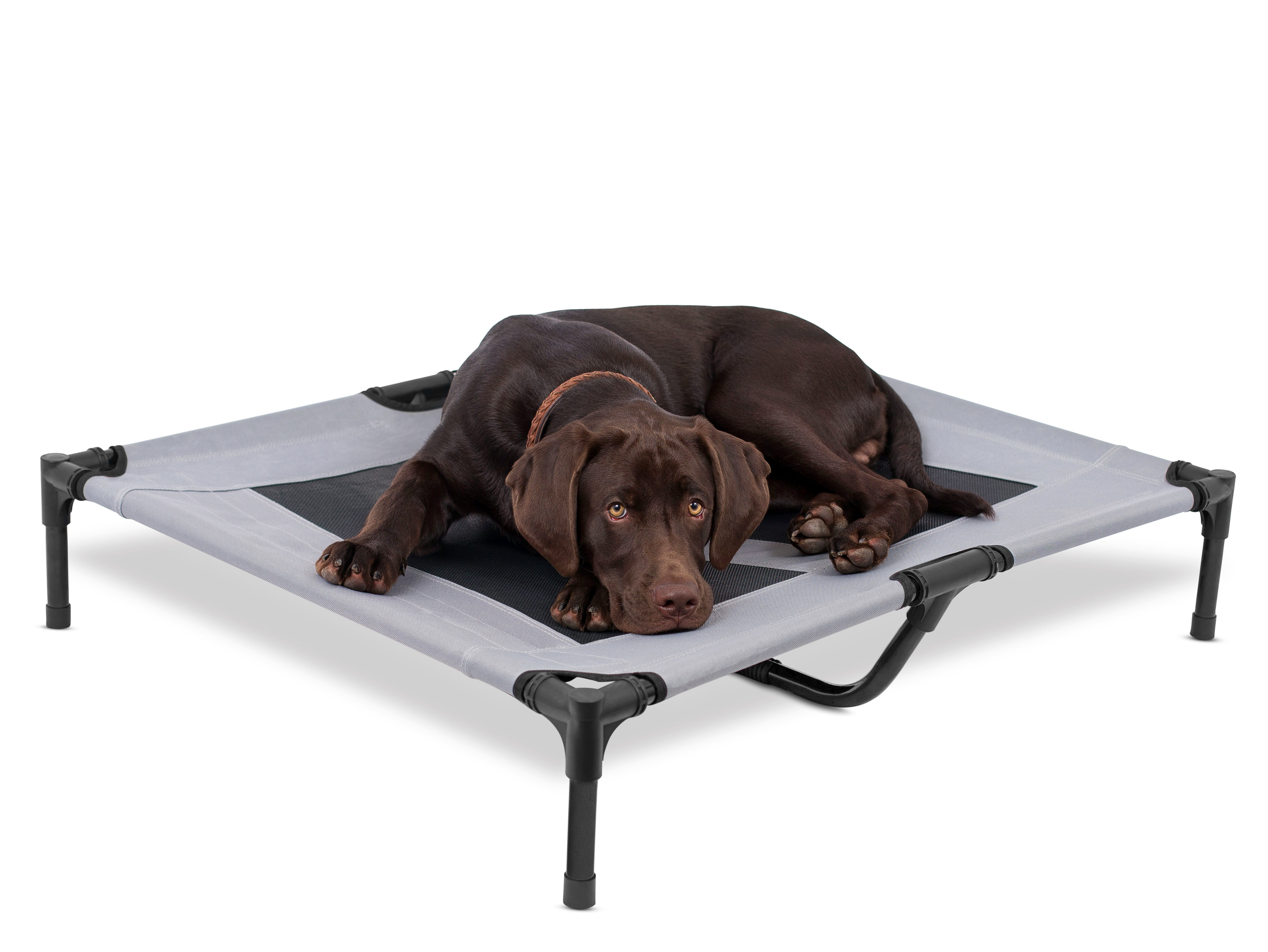 BirdRock Home Dog Cot | Wayfair