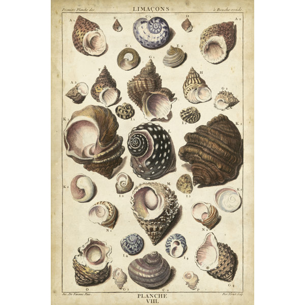 House of Hampton Turban Shells | Wayfair.co.uk
