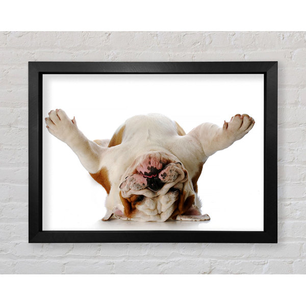 Bright Star English Bulldog Snooze - Single Picture Frame Art Prints ...