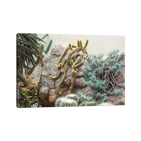 Gracie Oaks Crawling Cacti by Alex Tonetti - Wrapped Canvas Photograph ...