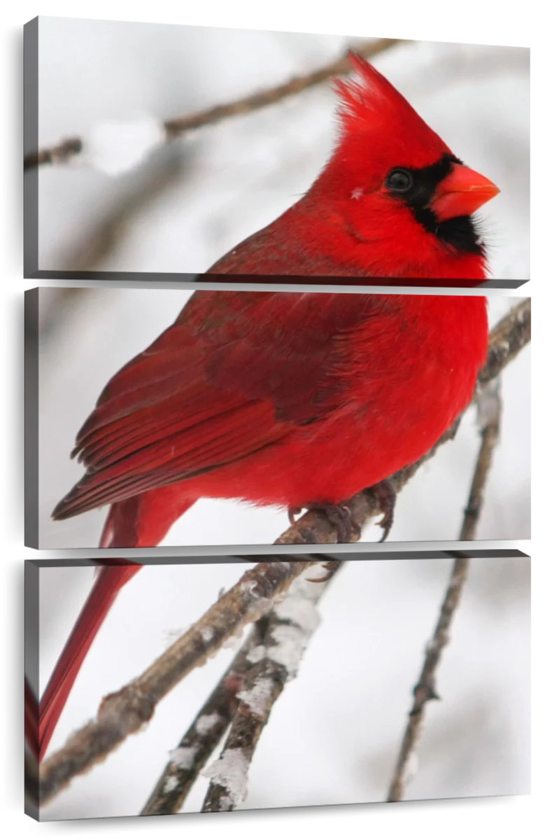 Elephant Stock Birch Tree And Cardinal | Wayfair