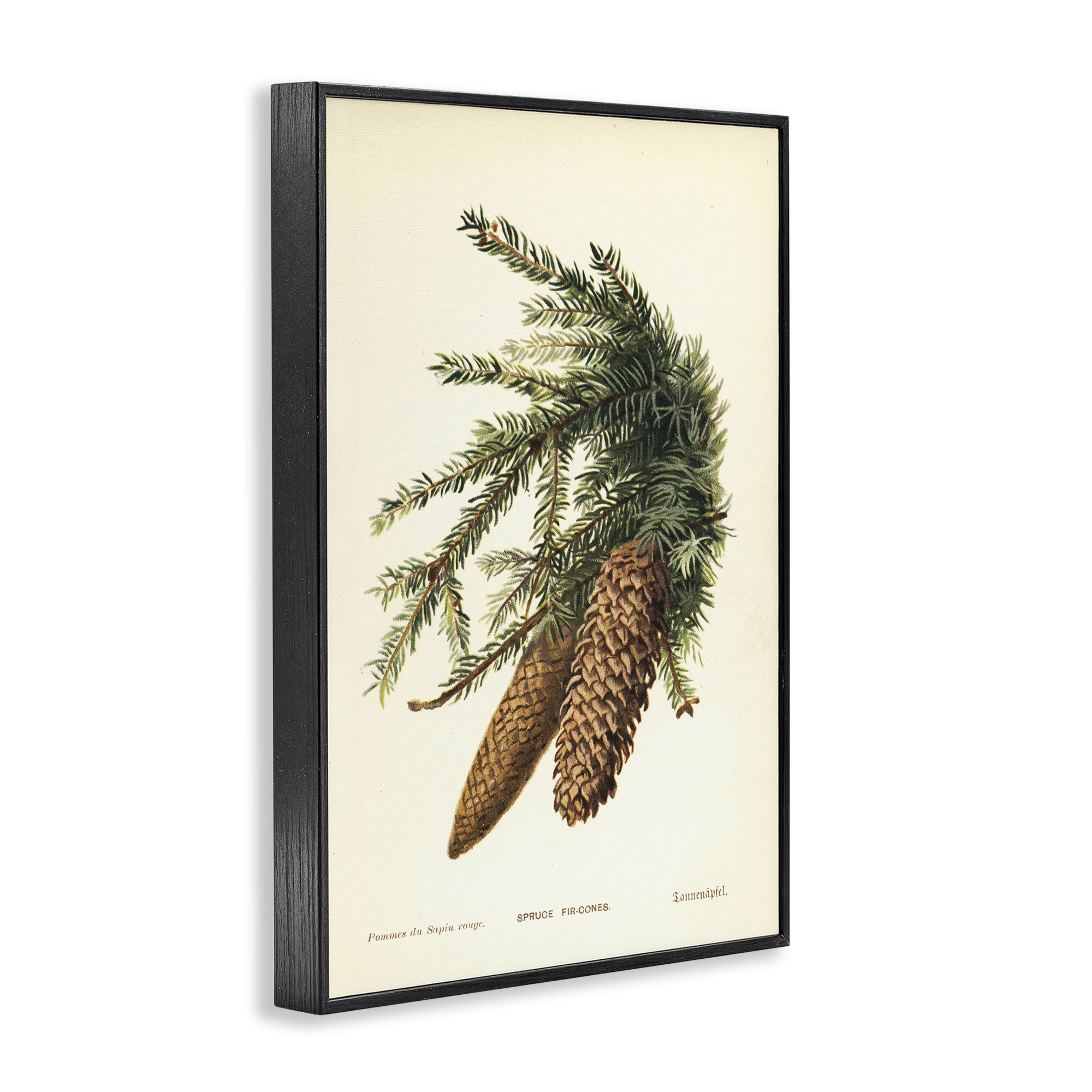 Winston Porter Spruce & Fir Cones Giclee Art by Tina Higgins Designs ...