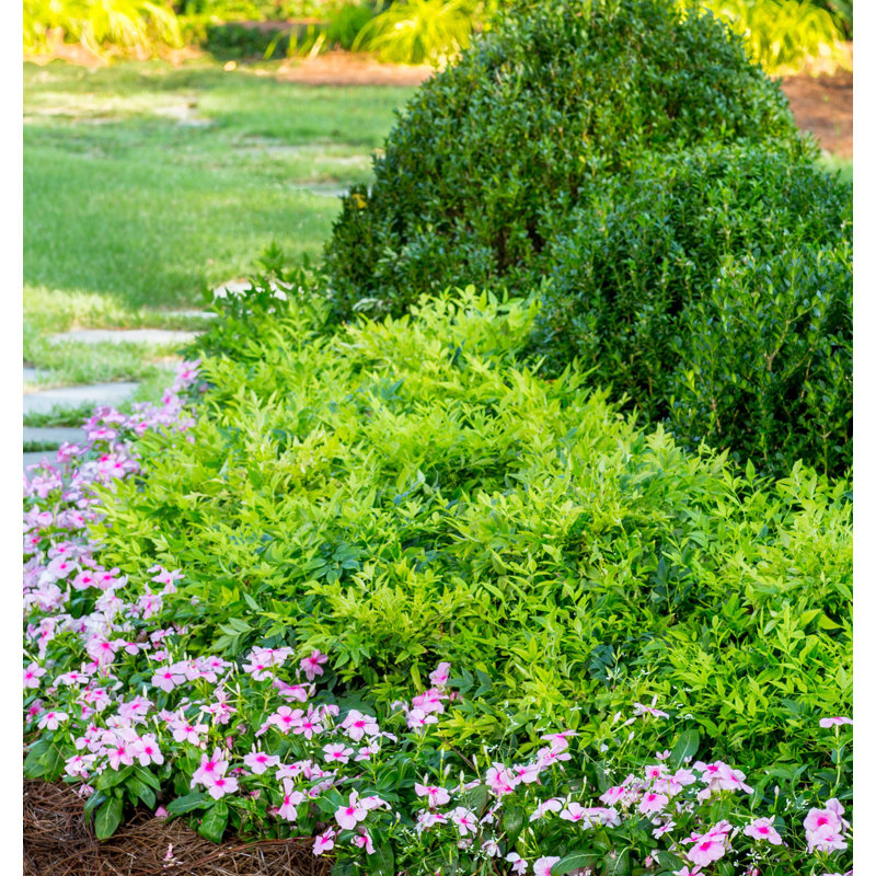 Southern Living Plant Collection 2.5 Quart Lemon Lime Nandina - Bright ...