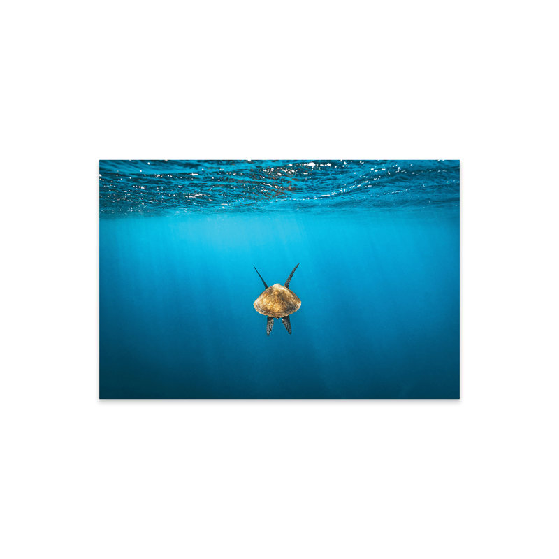 Bay Isle Home™ Following Golden Turtle Underwater by James Vodicka ...