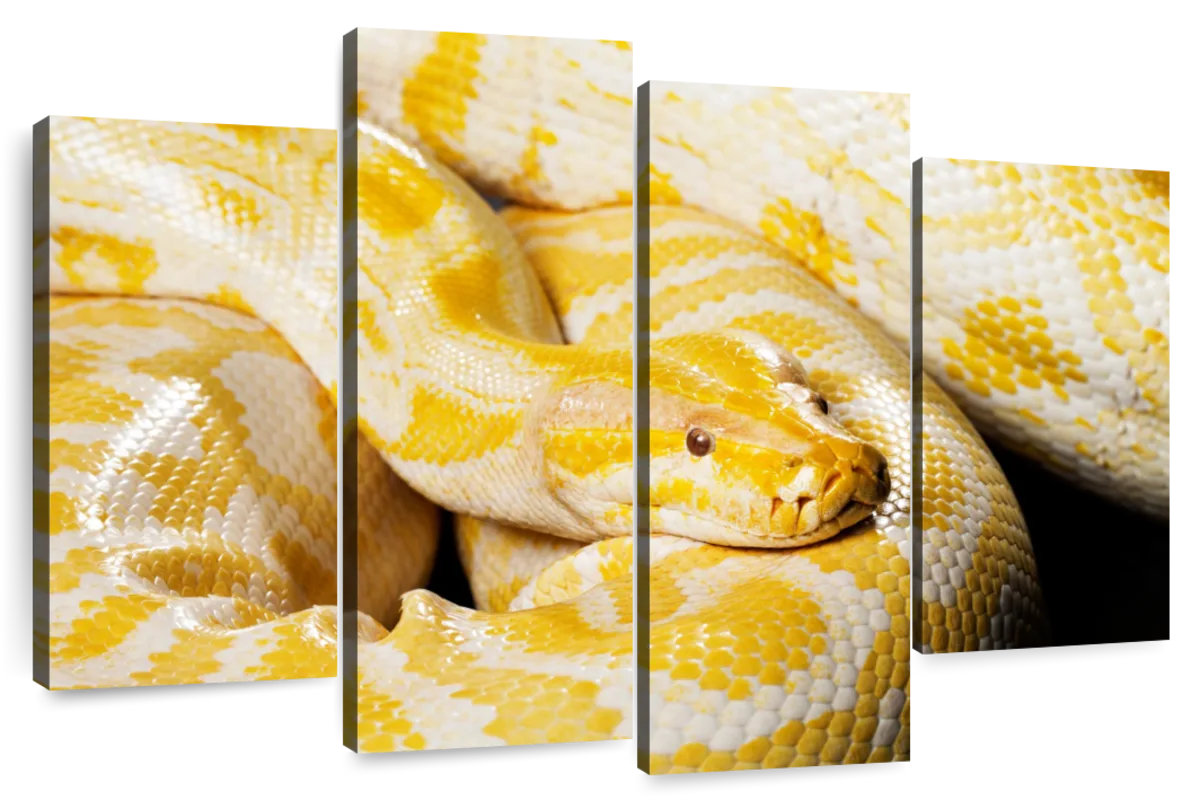 Ebern Designs Brampt Albino Burmese Python | Wayfair