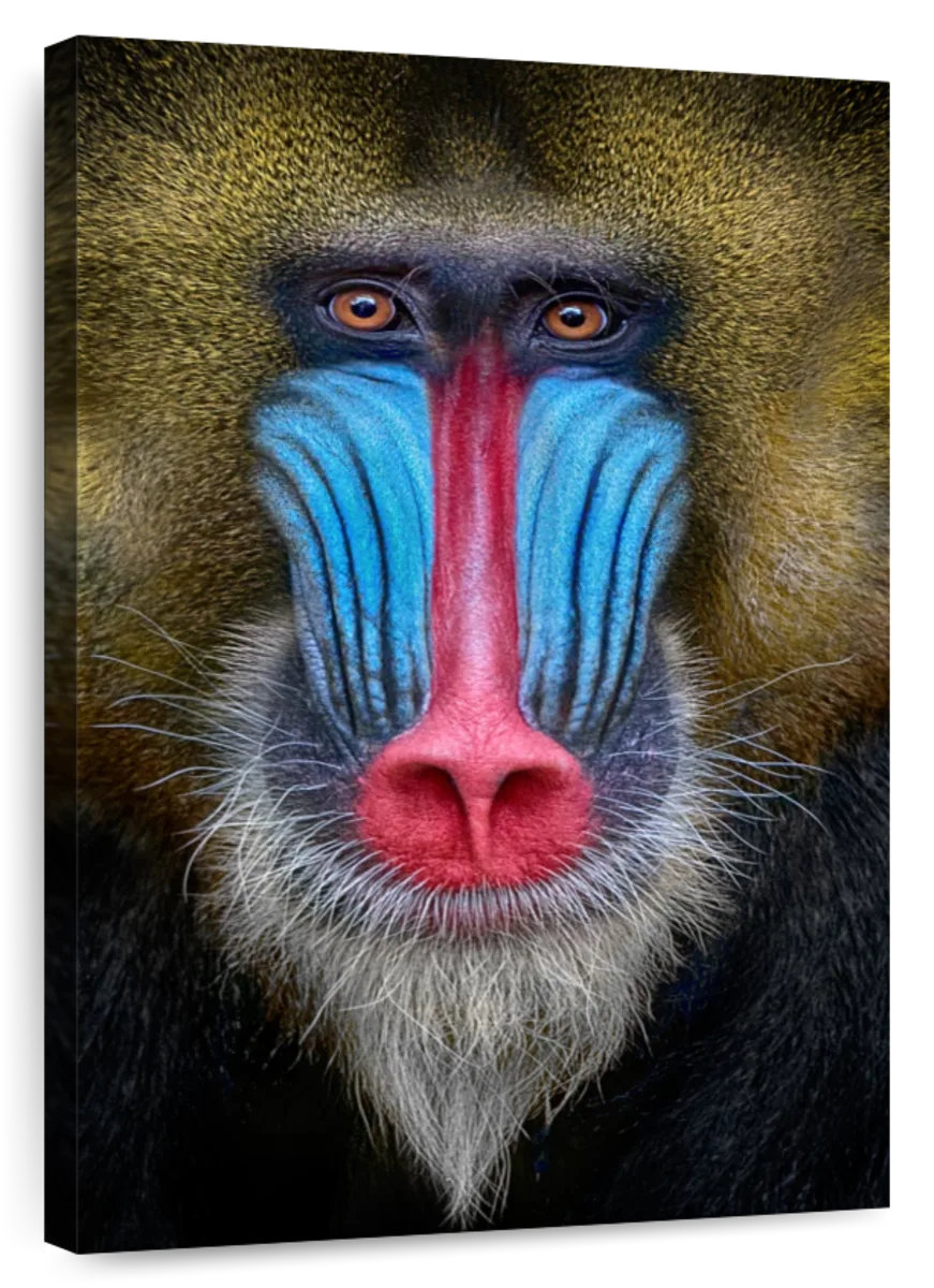 Elephant Stock Mandrill Monkey | Wayfair