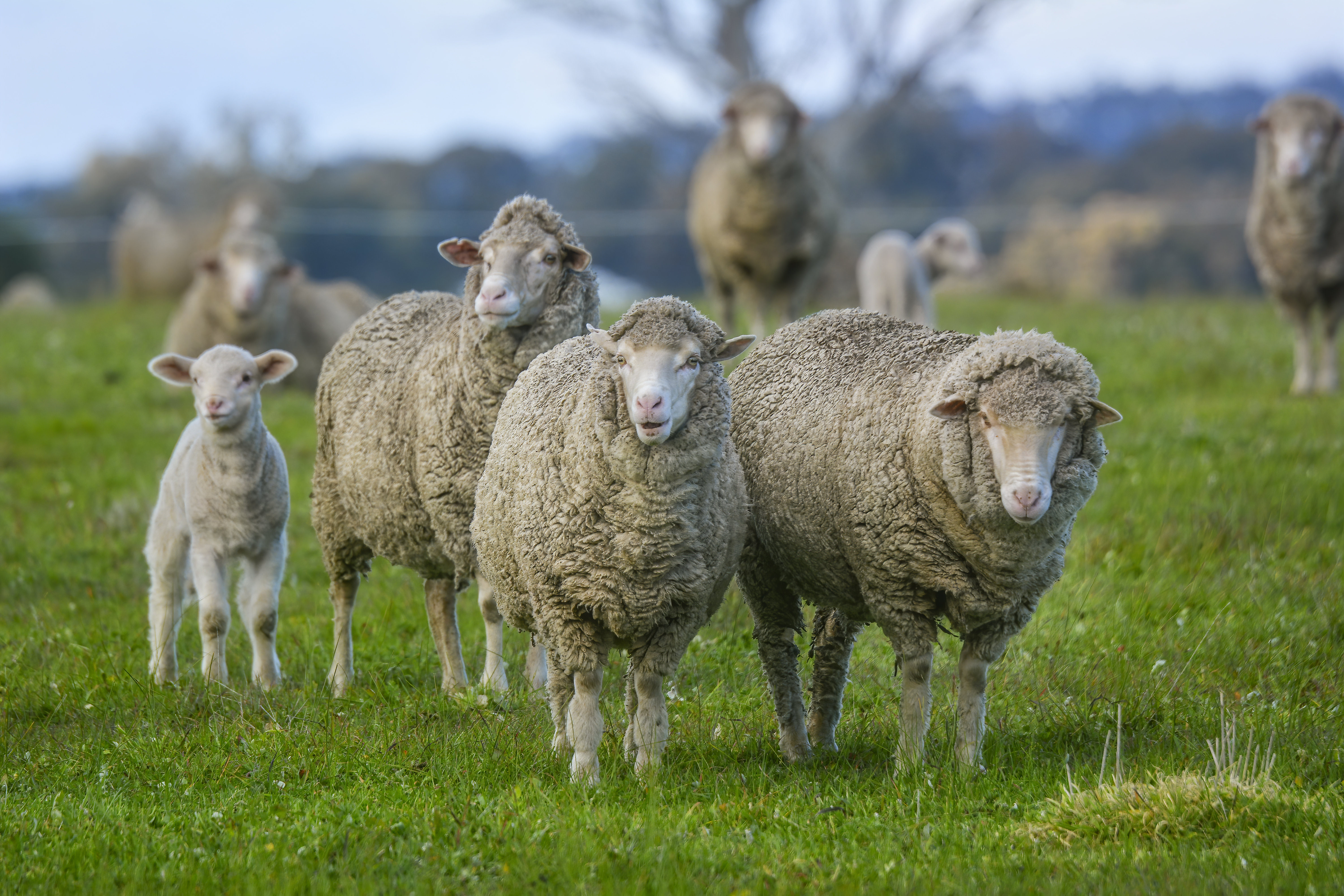 Union Rustic Sheep Out in The Paddock by Tracielouise - Wayfair Canada