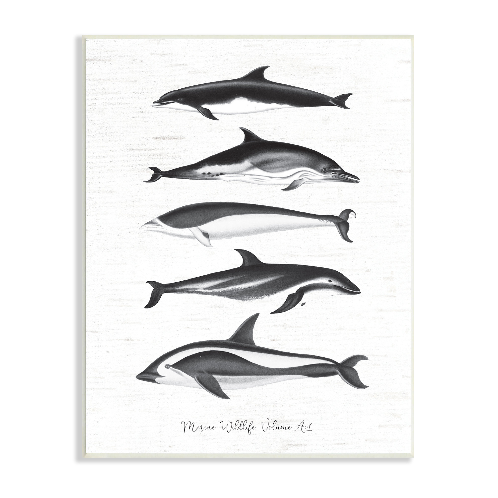 Stupell Industries Marine Life Orca Whales Diagram Grainy Pattern Wall ...
