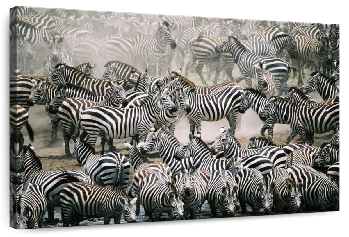 Ebern Designs Brampt Zebra Herd | Wayfair