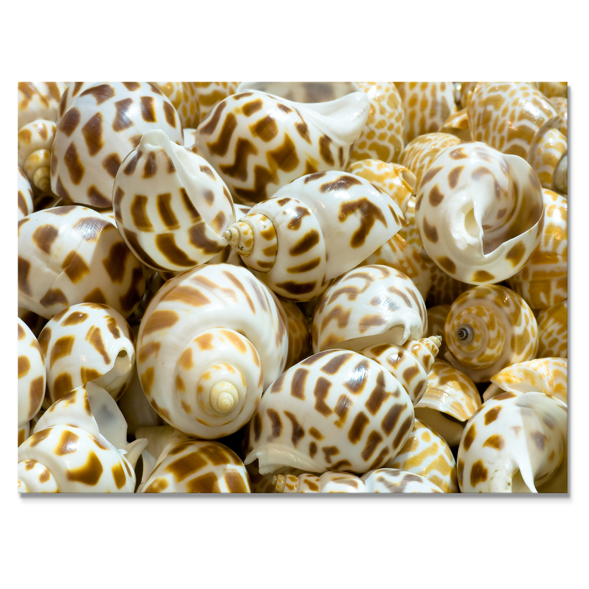 Highland Dunes Shellfish Close Up Photo - Nautical & Coastal Canvas ...