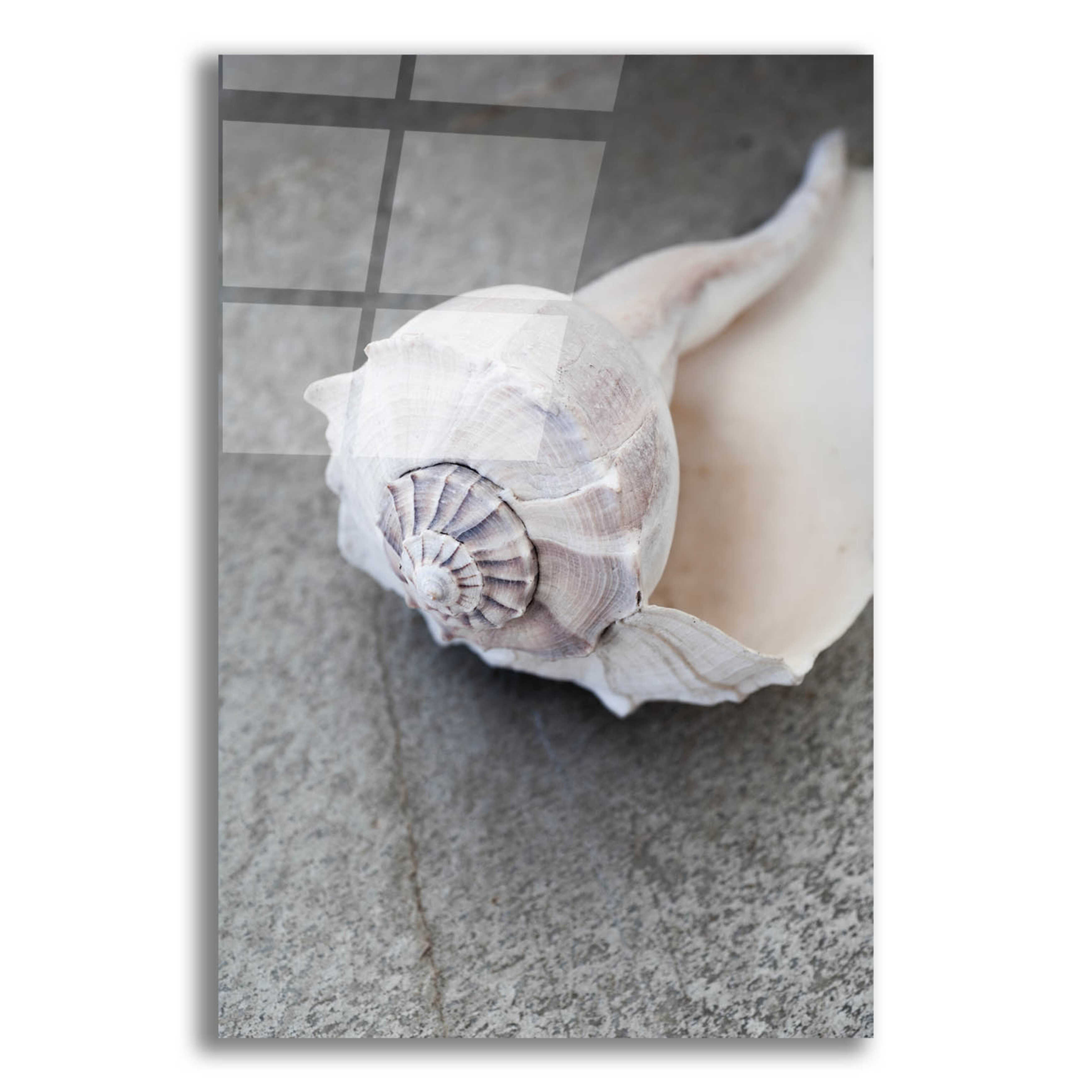 Dovecove Conch On Grey Stone by - Unframed Print | Wayfair