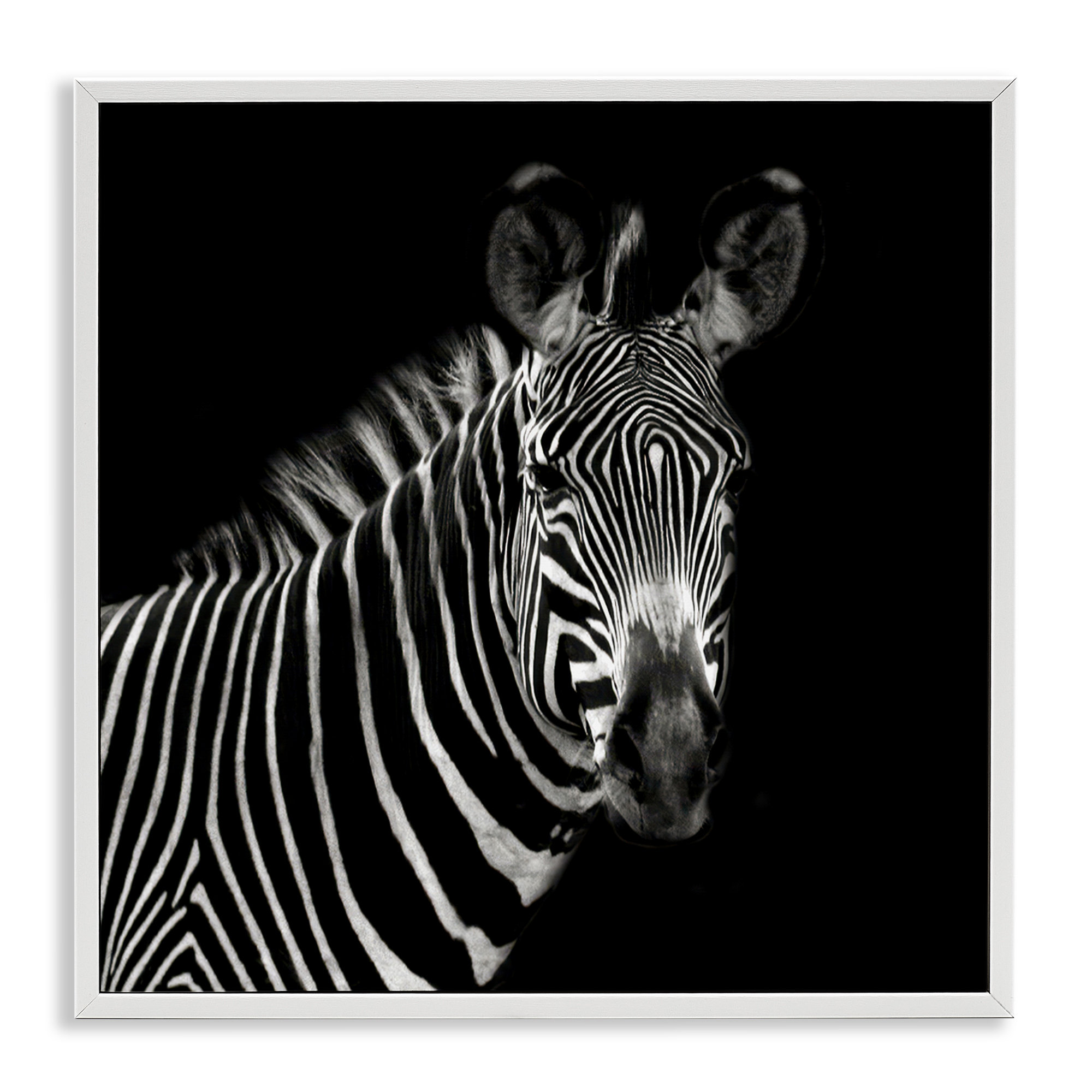 Ebern Designs Jungle Zebra Portrait Framed Giclee Art by Susan Bryant ...