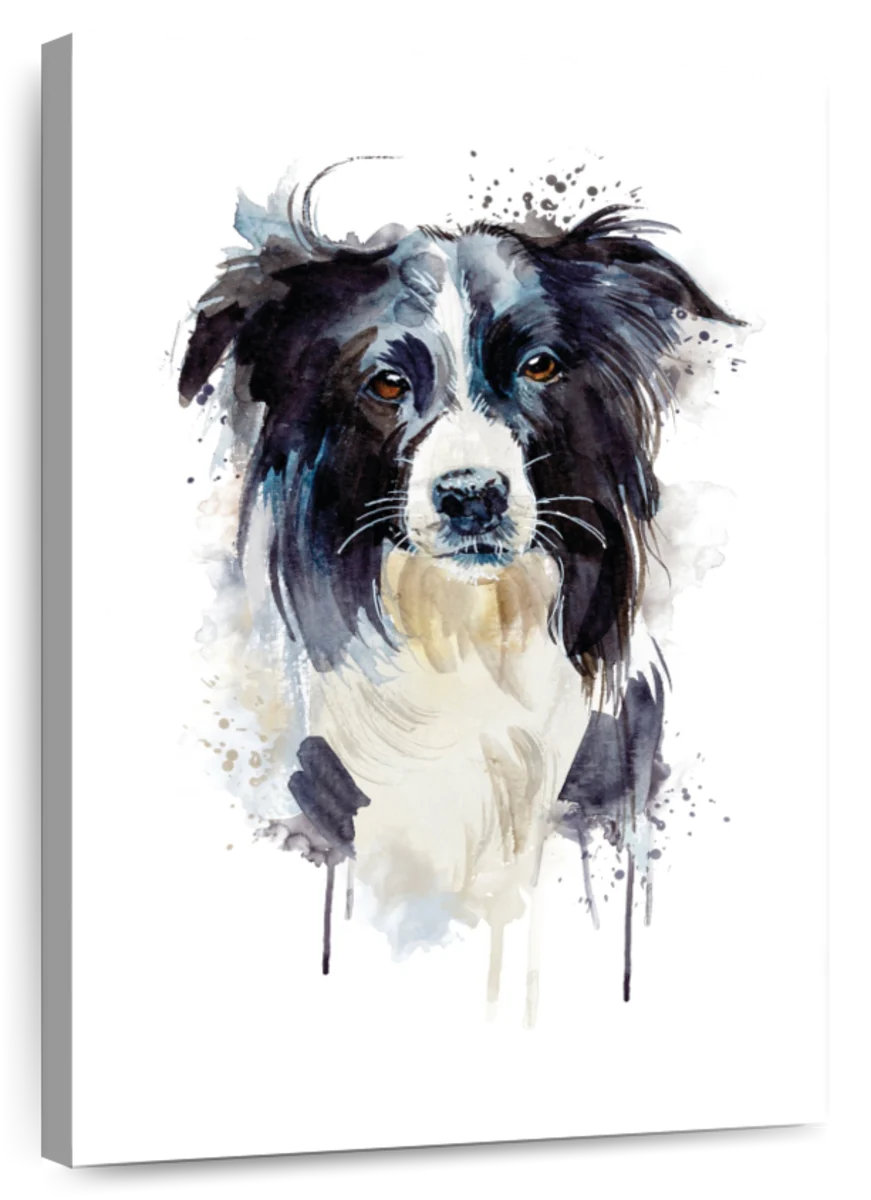Winston Porter Border Collie Dog Splash - Wayfair Canada