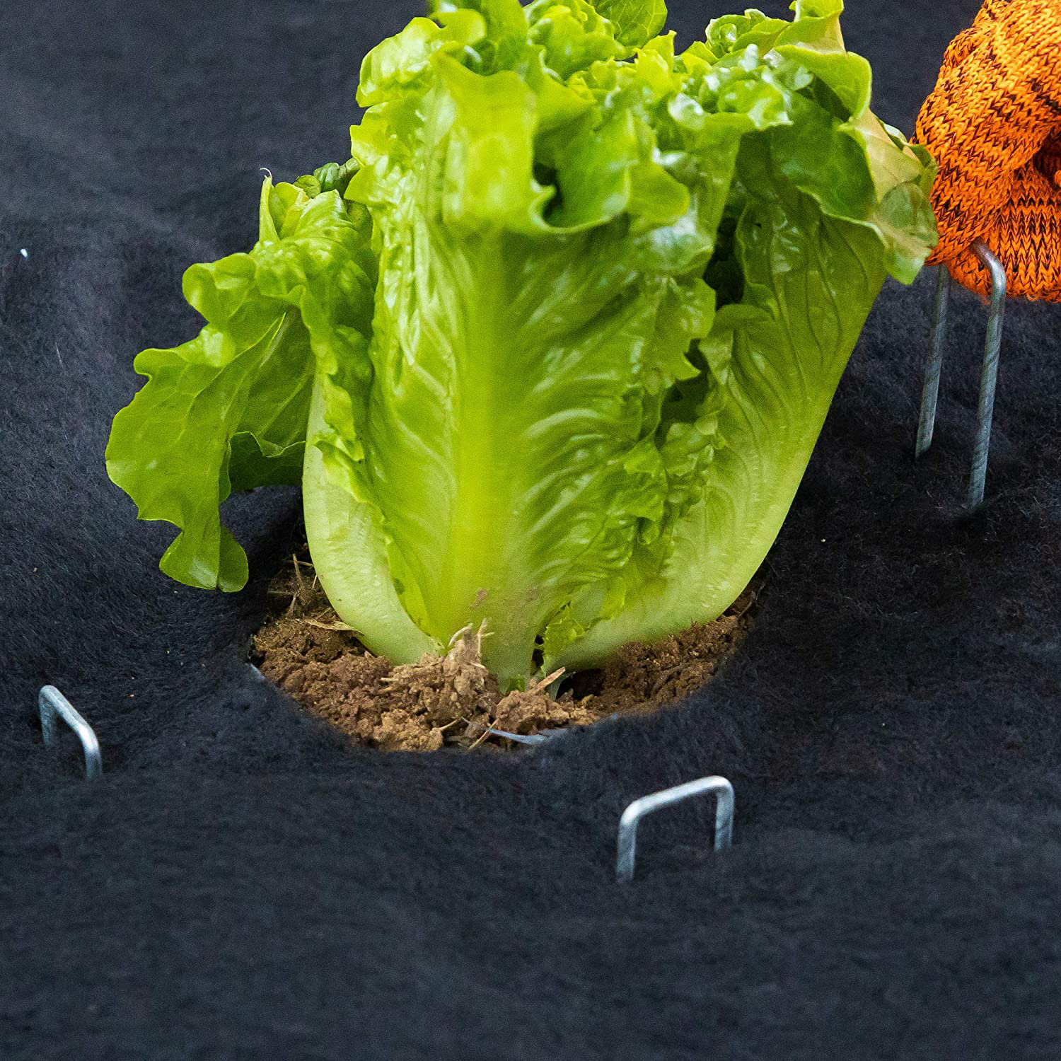 Amagabeli 500 Pack 6 Inch Garden Stakes Landscape Staples 11 Gauge ...