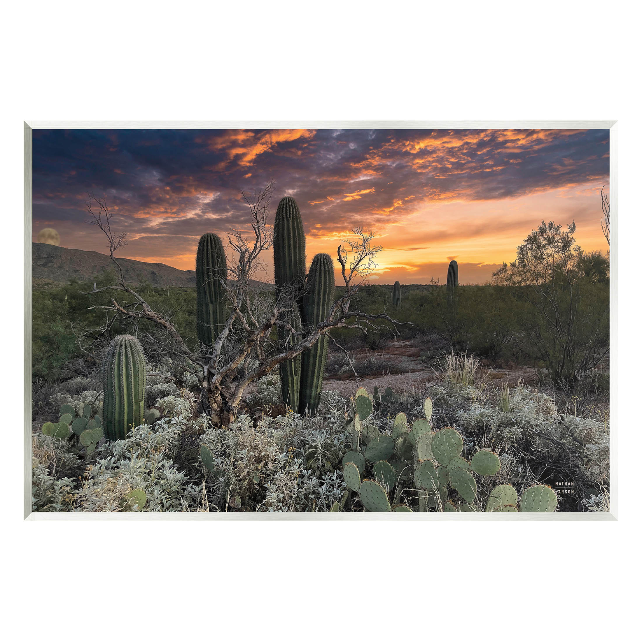 Stupell Industries Arid Desert Cactus Sunset Wall Plaque Art By Nathan ...