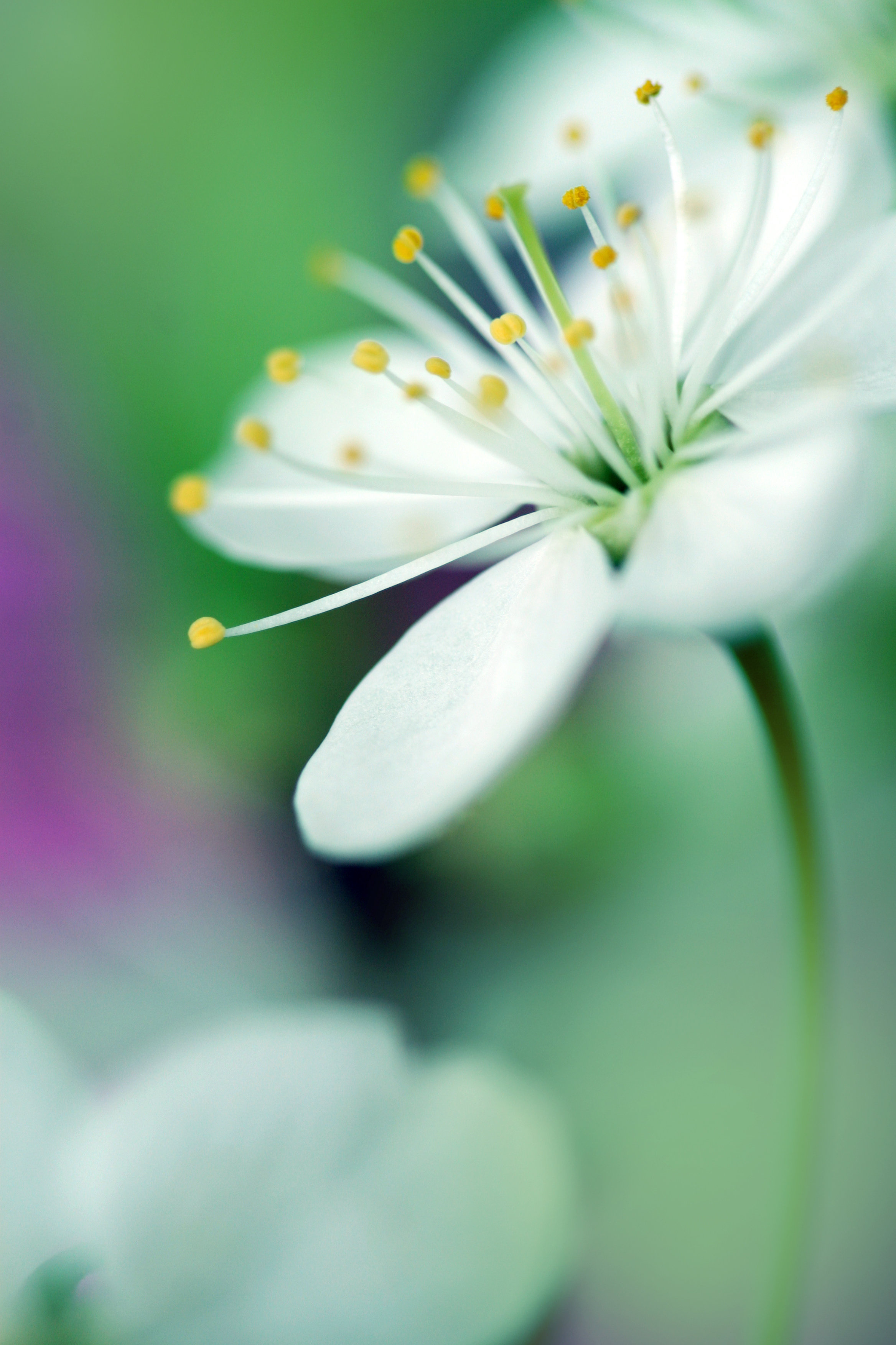ModernMoments Malonne Flower by Janelle Lugge - Wrapped Canvas ...