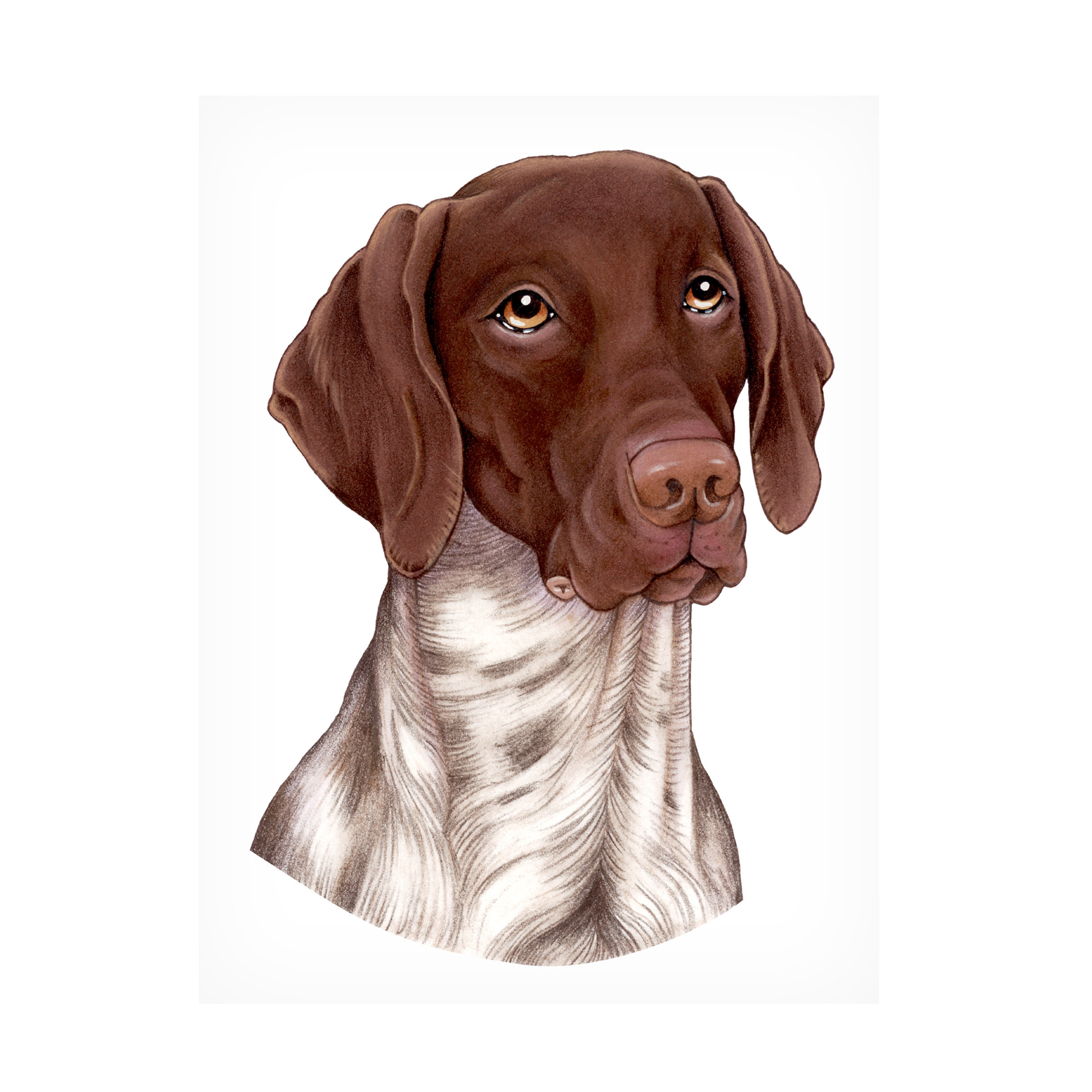 Winston Porter German Shorthair by Tomoyo Pitcher Canvas Art | Wayfair