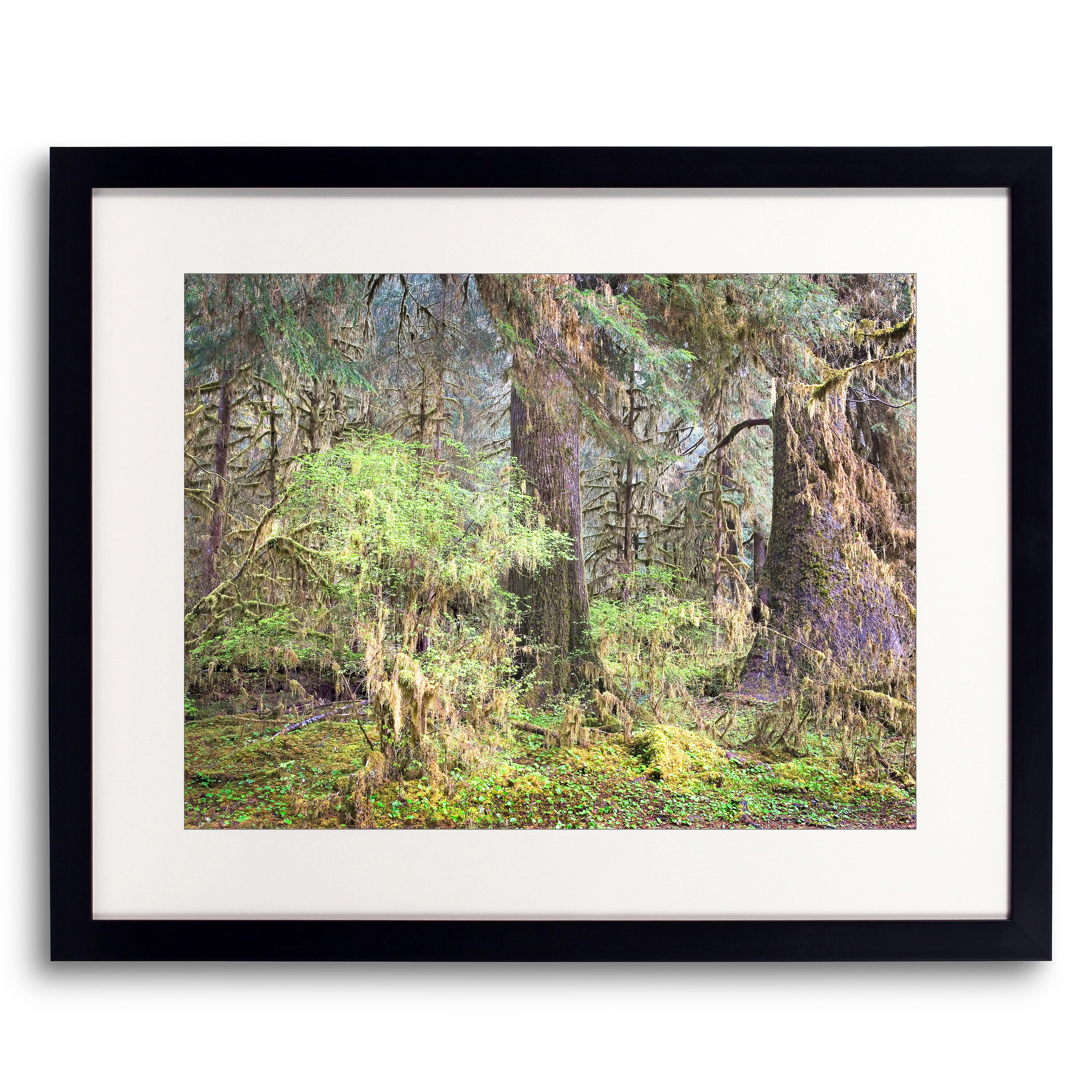 Made & Curated Hoh Rainforest Portrait By Bruce Heinemann | Perigold